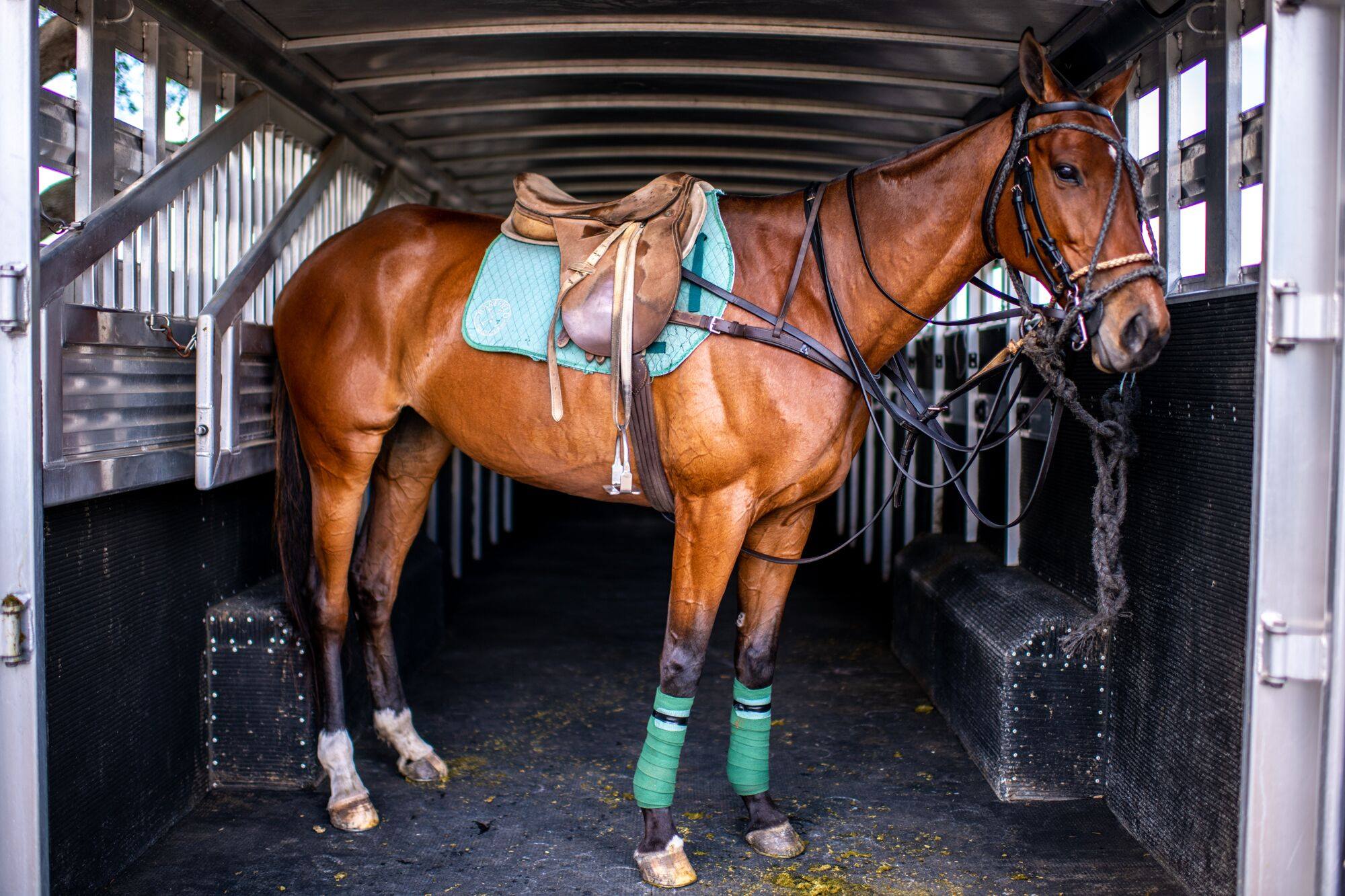 About Polo - Sarasota Polo Club