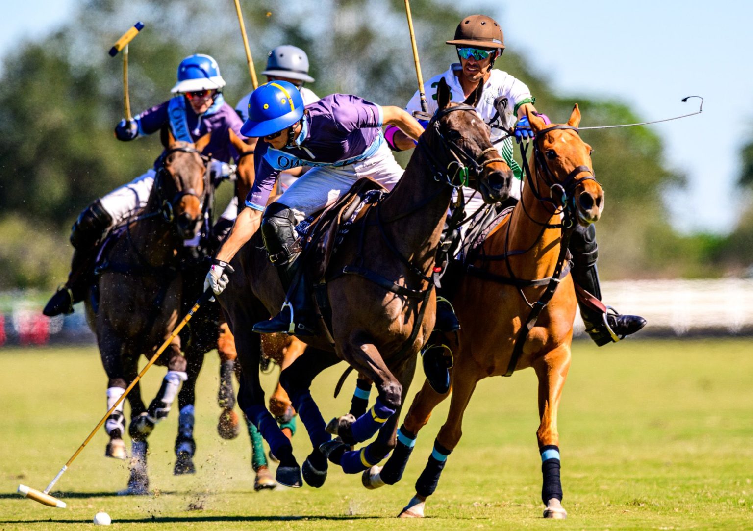 Sunday Polo at the Sarasota Polo Club - Woofminster Dog Show Costume ...